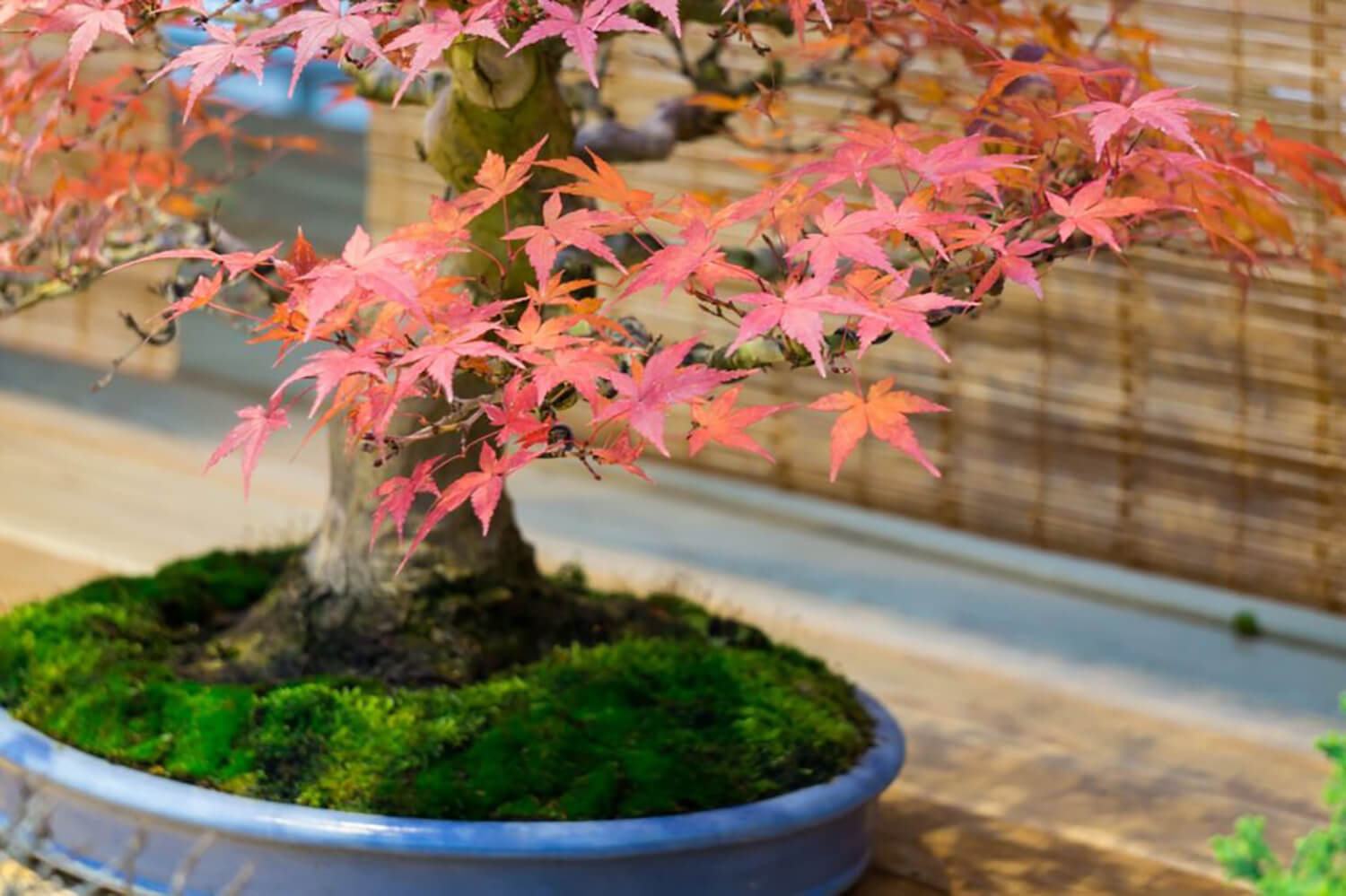 Tree Species Hooked On Bonsai